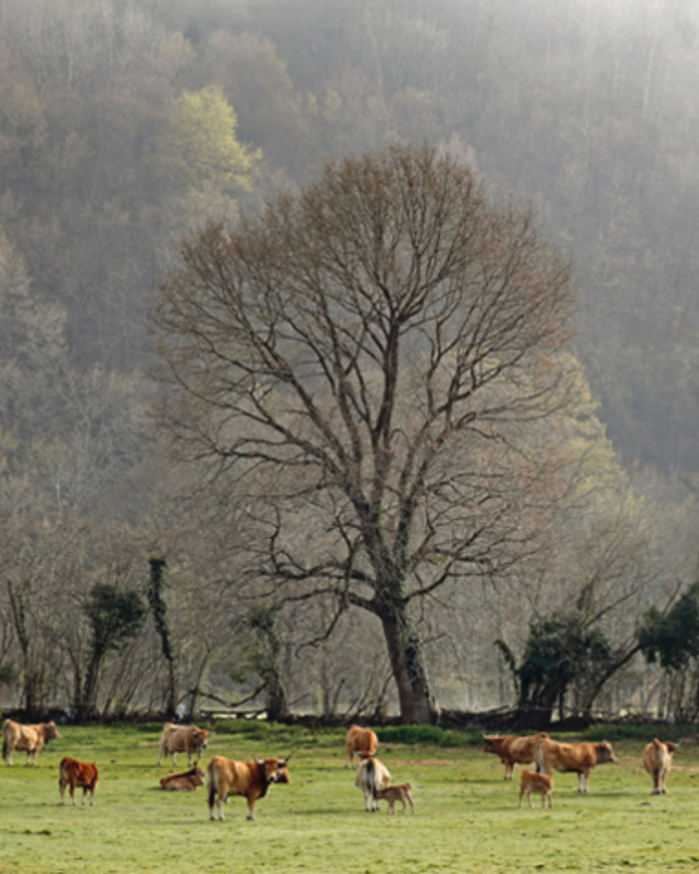 Hermanos Manzano, el restaurante desubicado de Esther y Nacho Manzano